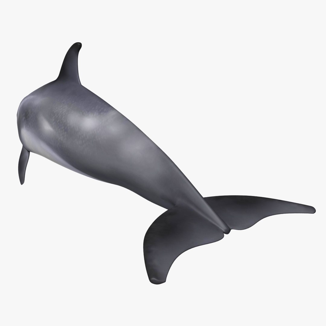 Bottlenose Dolphin Rig Ma