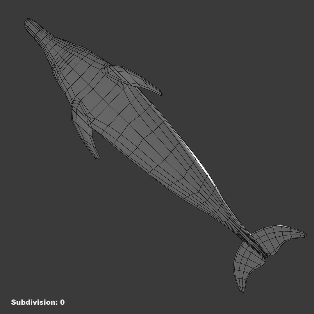 bottlenose dolphin rig ma