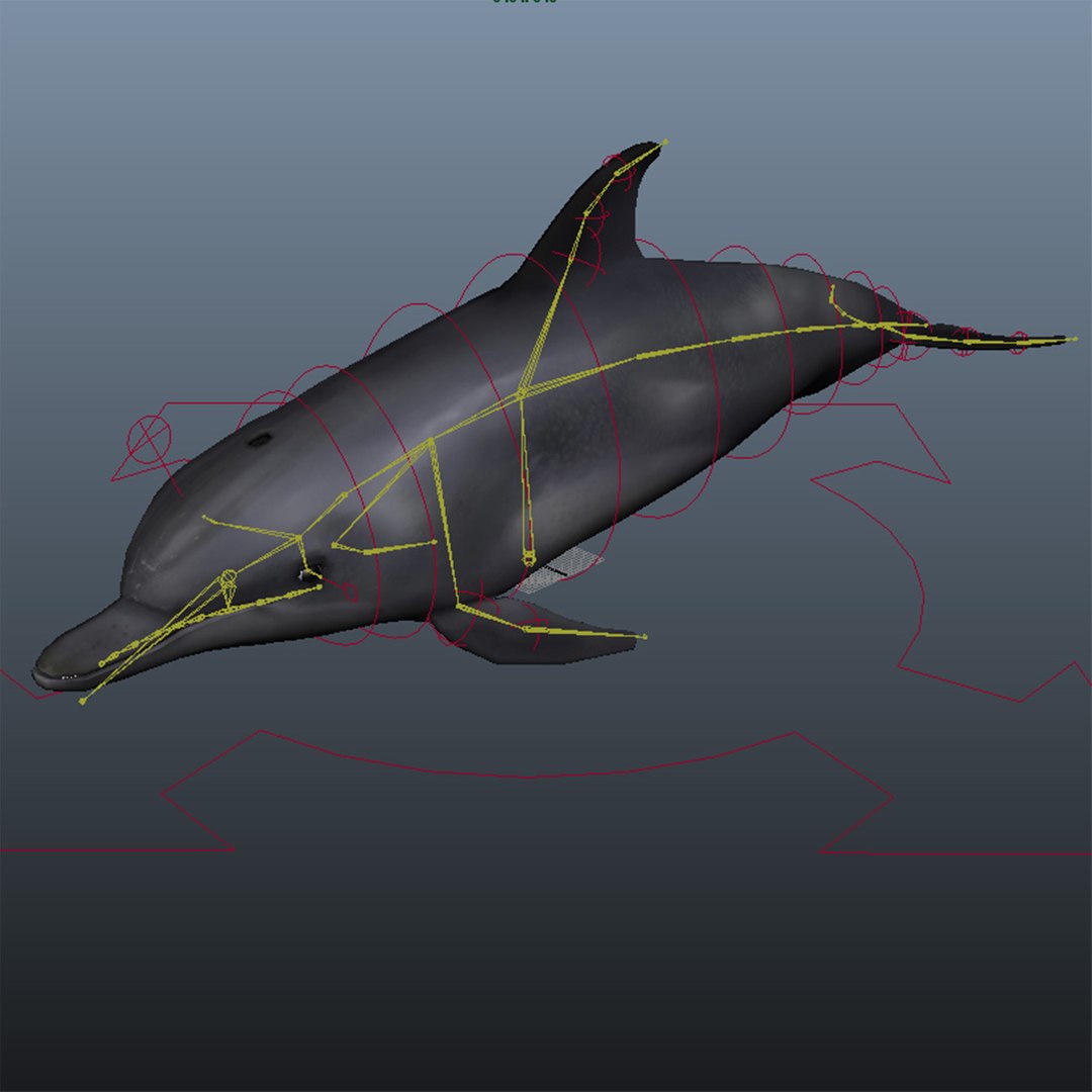 bottlenose dolphin rig ma