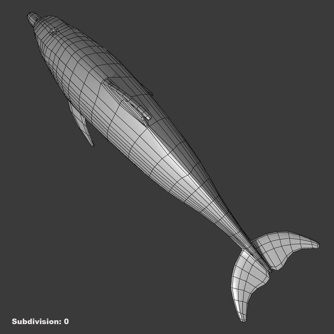 bottlenose dolphin rig ma