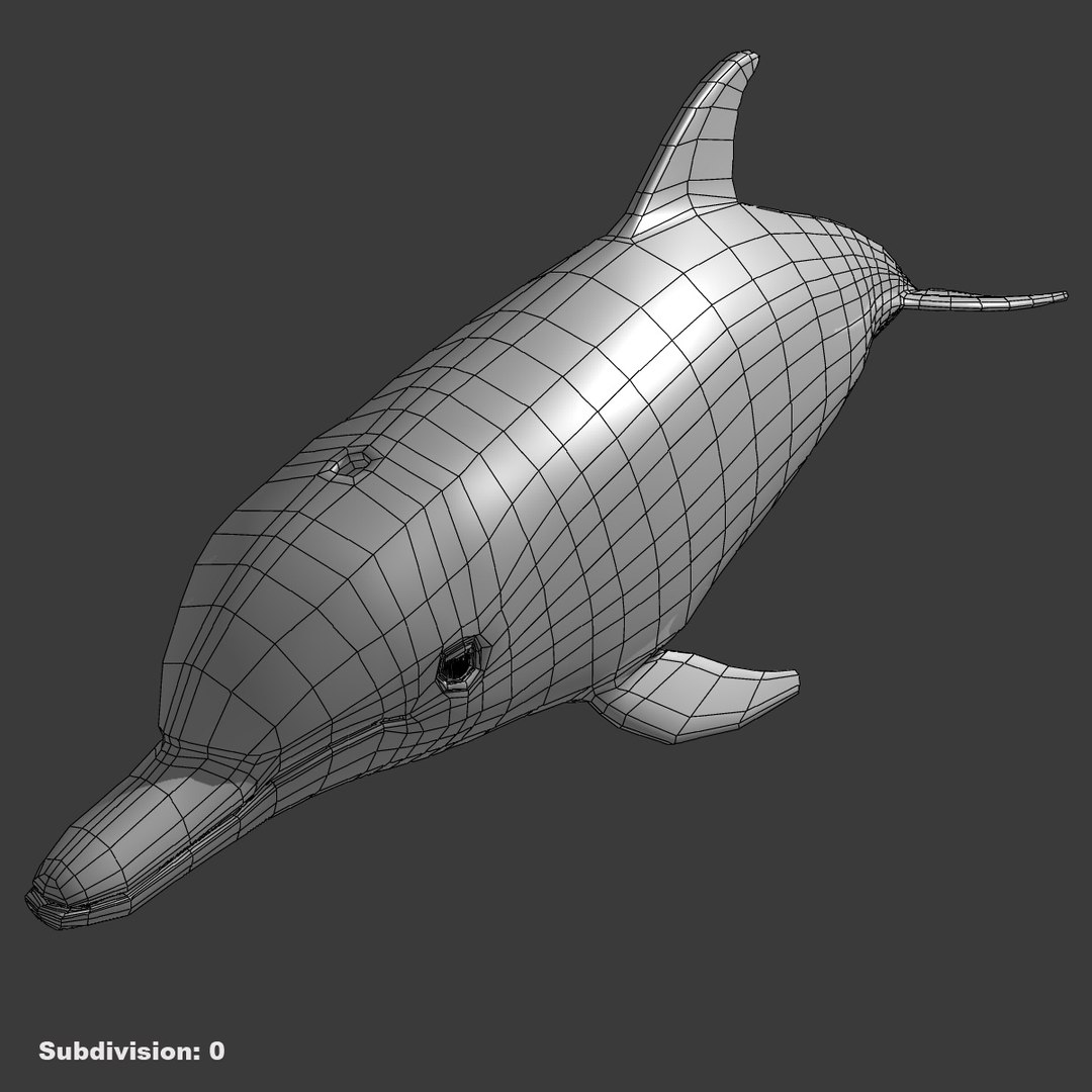 bottlenose dolphin rig ma