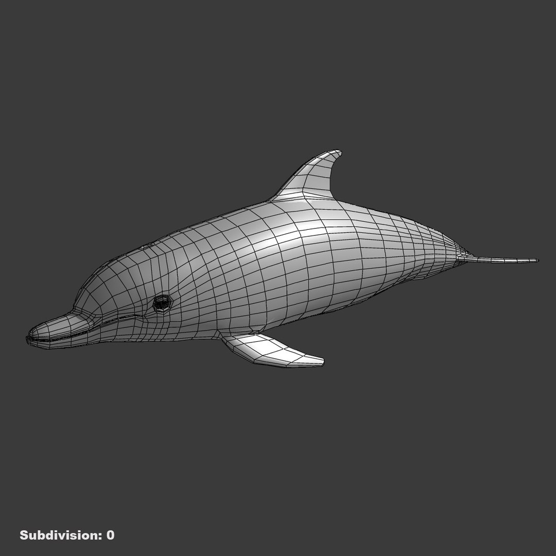 bottlenose dolphin rig ma