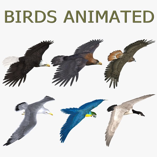 rigged flying eagle animation 3d model