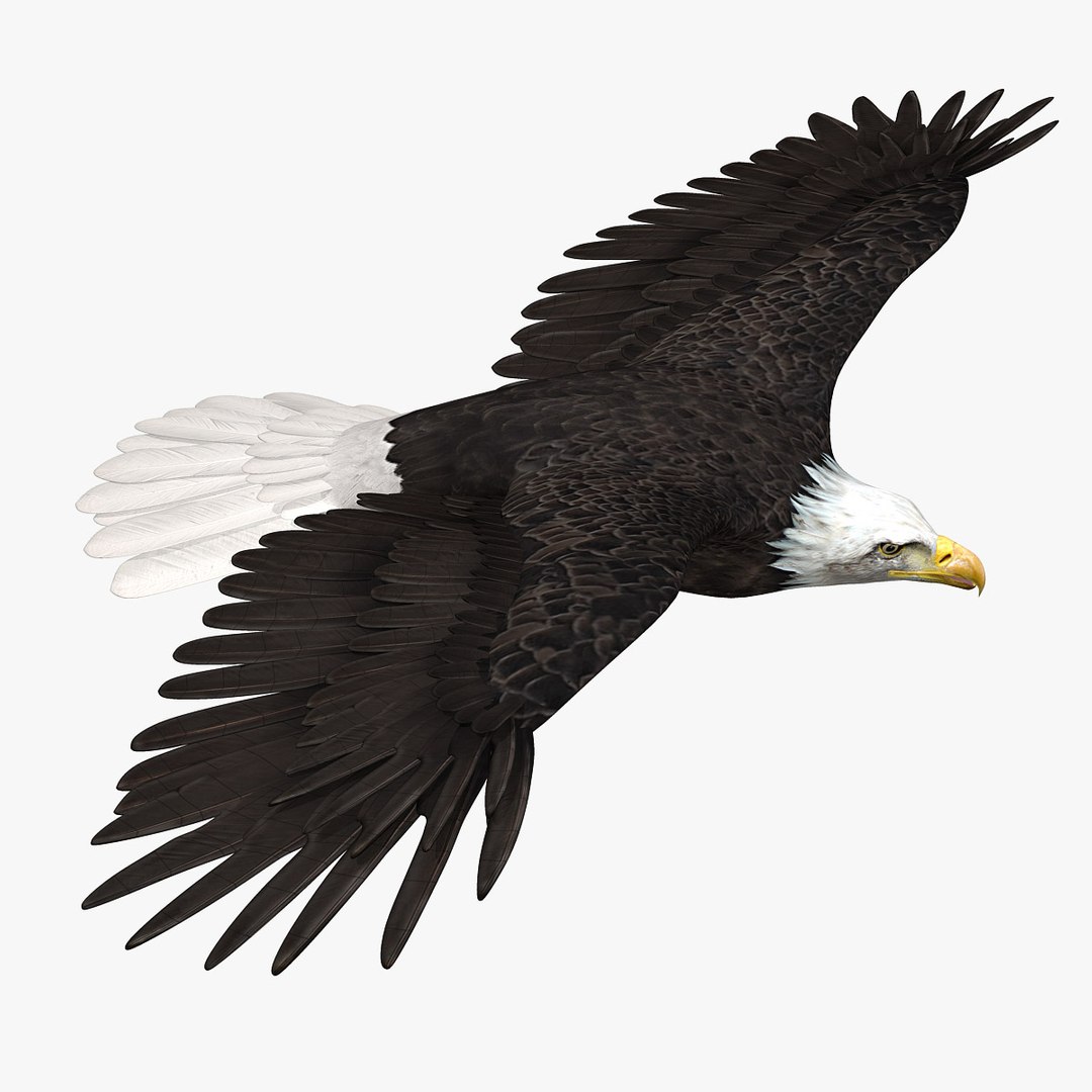 Birds Eagle Hawk 3d Ma