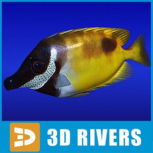 Rabbitfish 3D Models for Download | TurboSquid