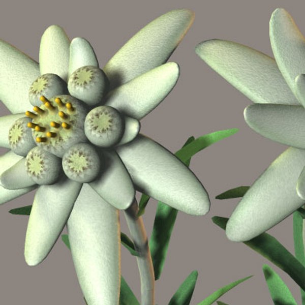 modelo 3d Edelweiss - TurboSquid 275797