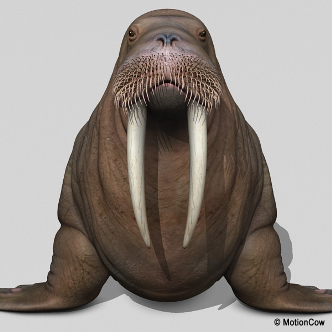 Realistic Rigged Max