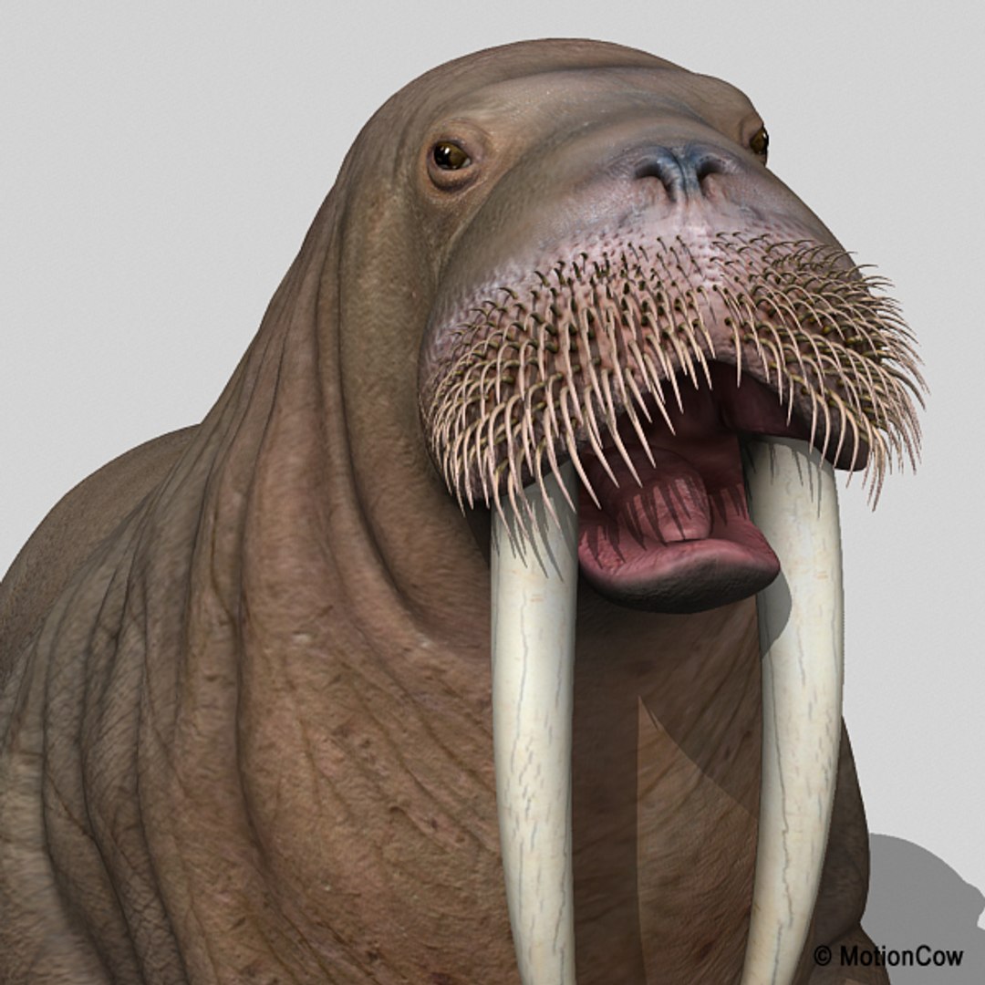 Realistic Rigged Max