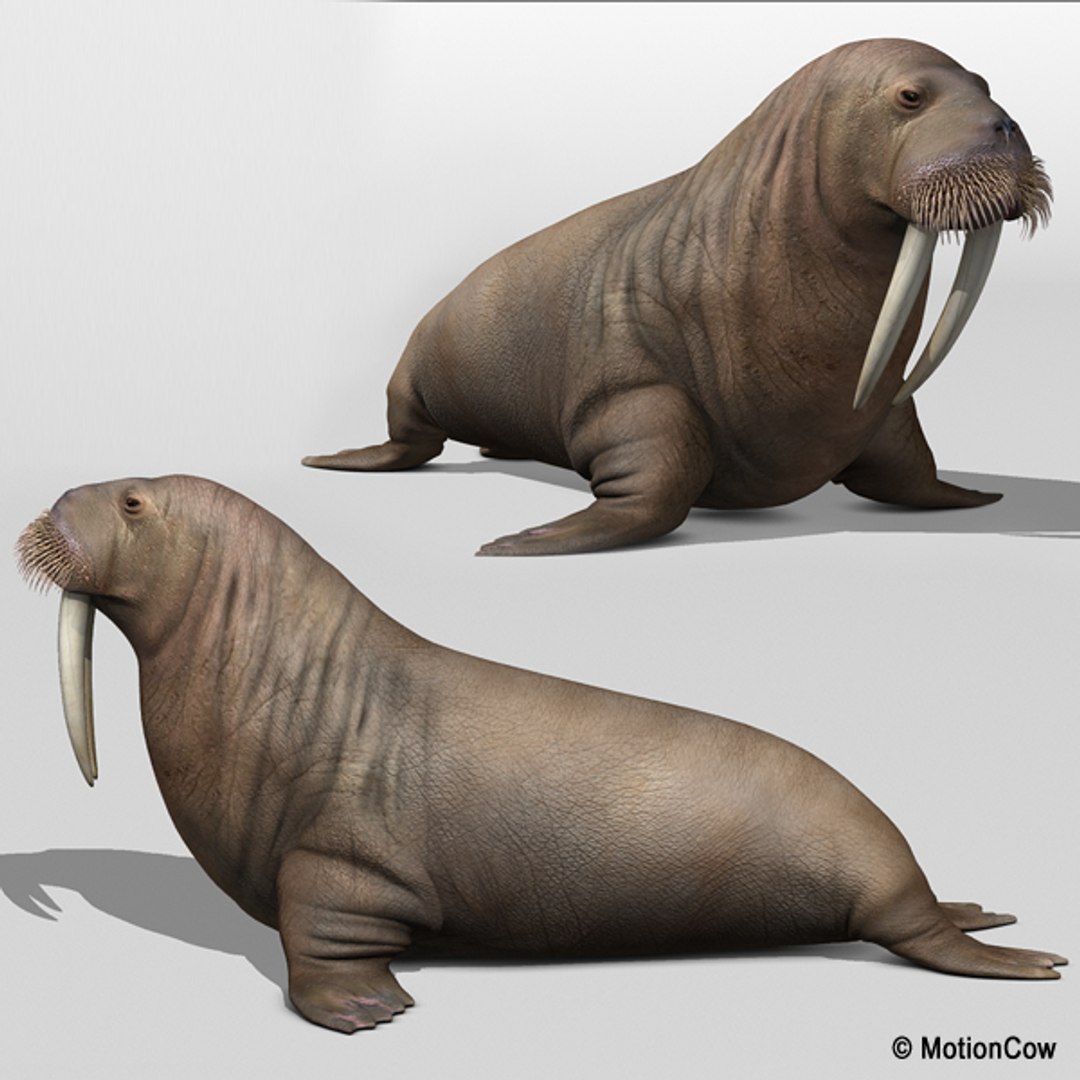 Realistic Rigged Max