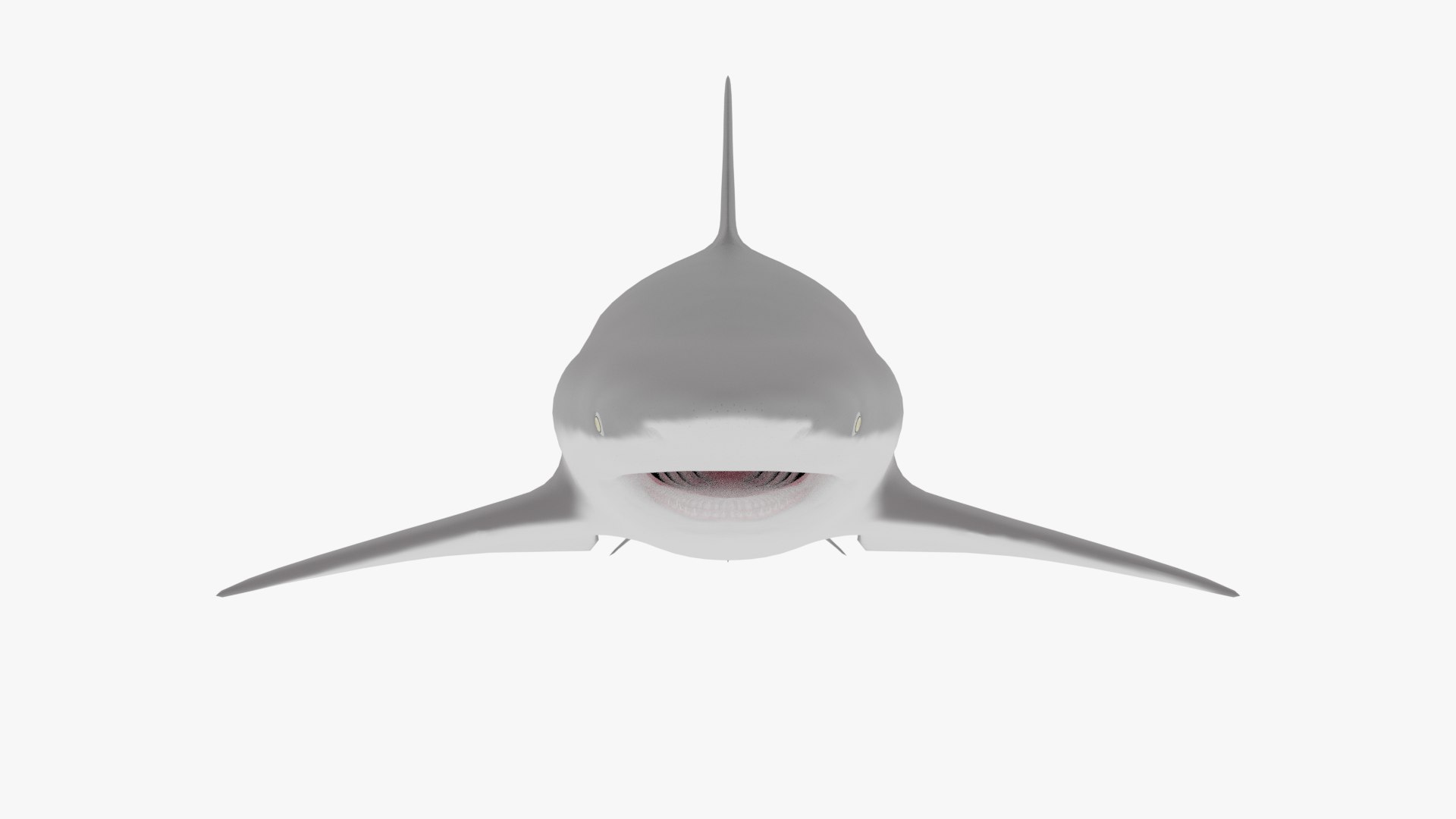 3D Dusky Shark Model - TurboSquid 2126968