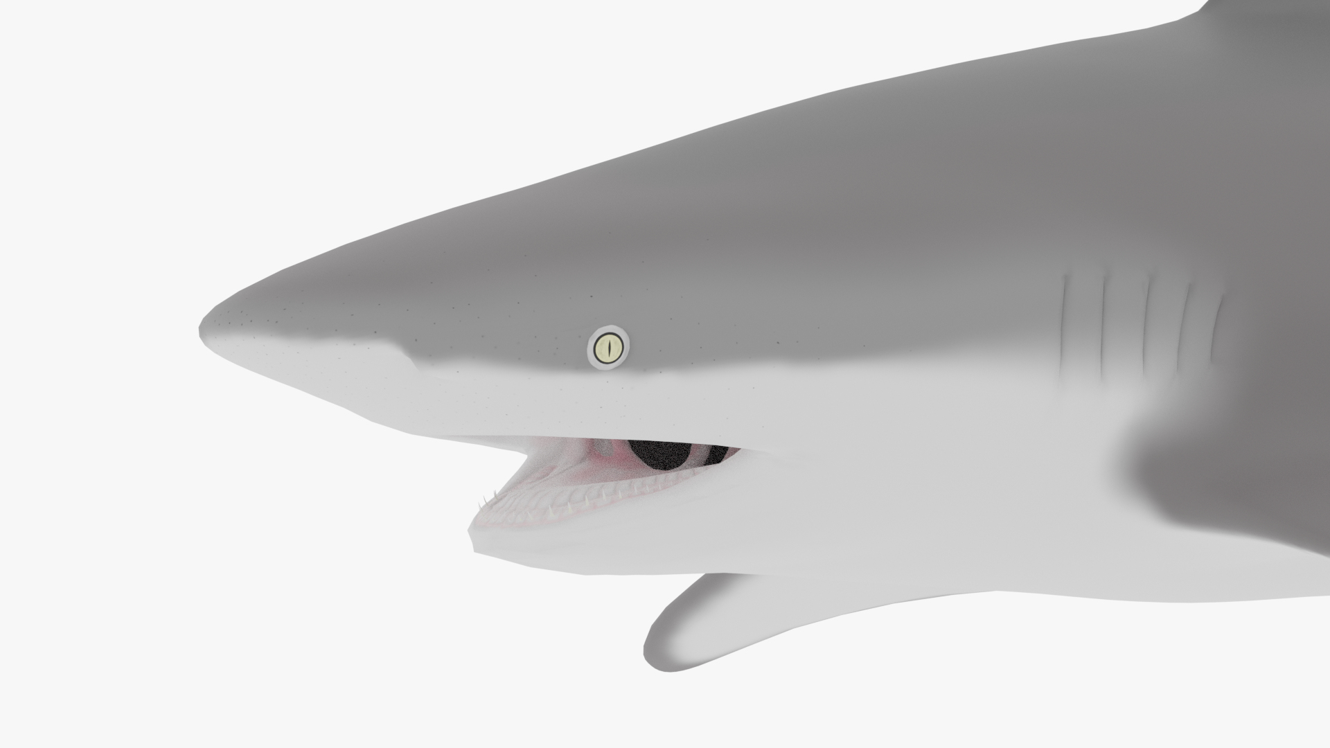3D Dusky Shark Model - TurboSquid 2126968