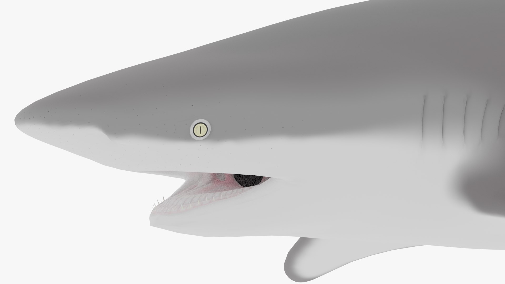 3D Dusky Shark Model - TurboSquid 2126968