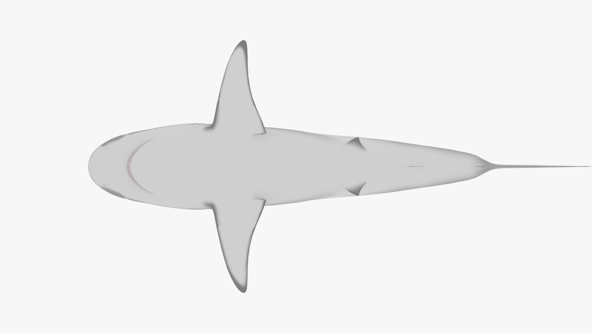 3D Dusky Shark Model - TurboSquid 2126968