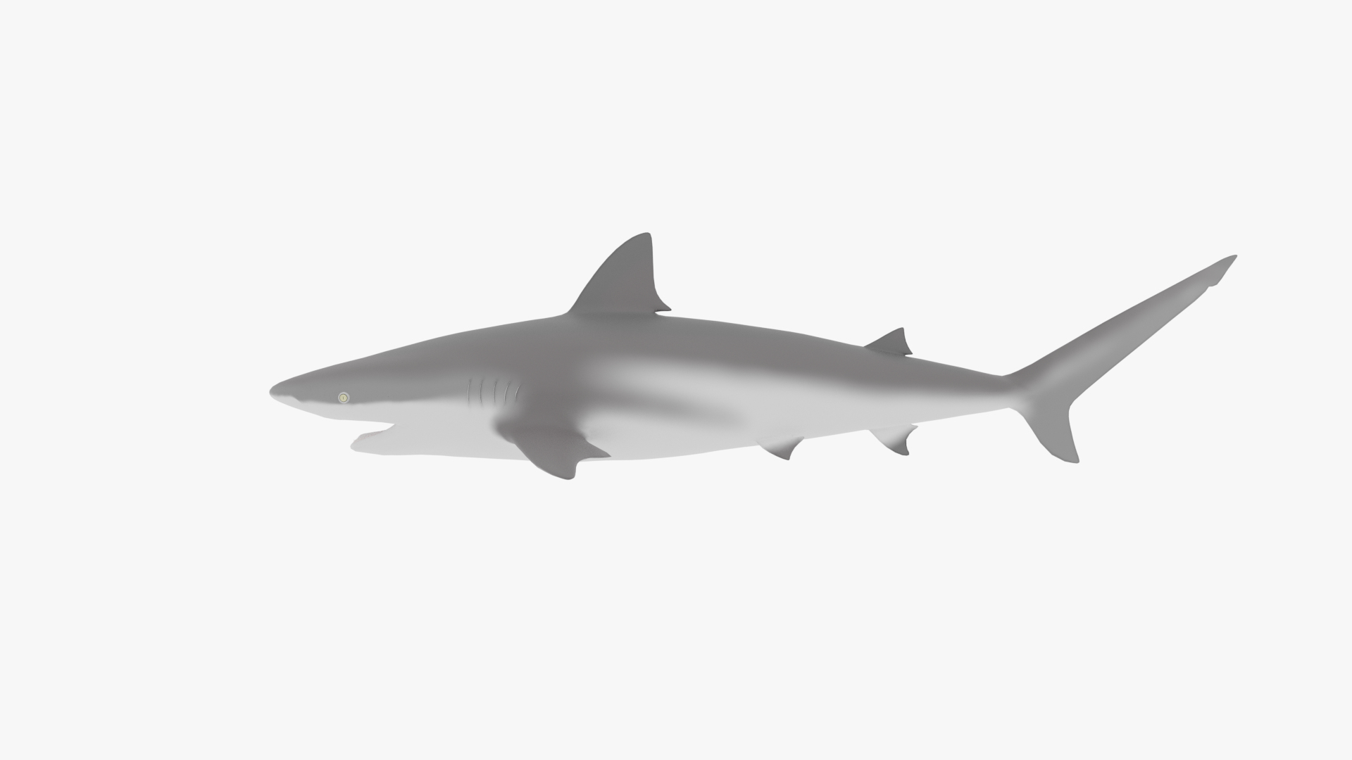 3D Dusky Shark Model - TurboSquid 2126968
