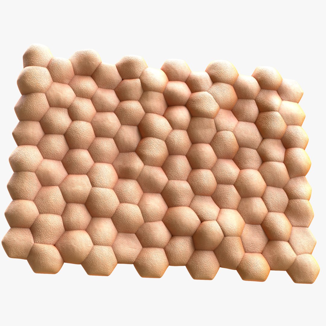 Human Skin Anatomy 3D - TurboSquid 1842588