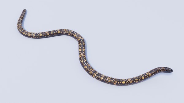 modelo 3d Pitón de Calabar animado - TurboSquid 1950262