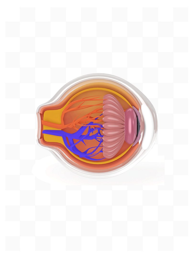 3D Model Structure Of The Lateral Eye Of - TurboSquid 2029931
