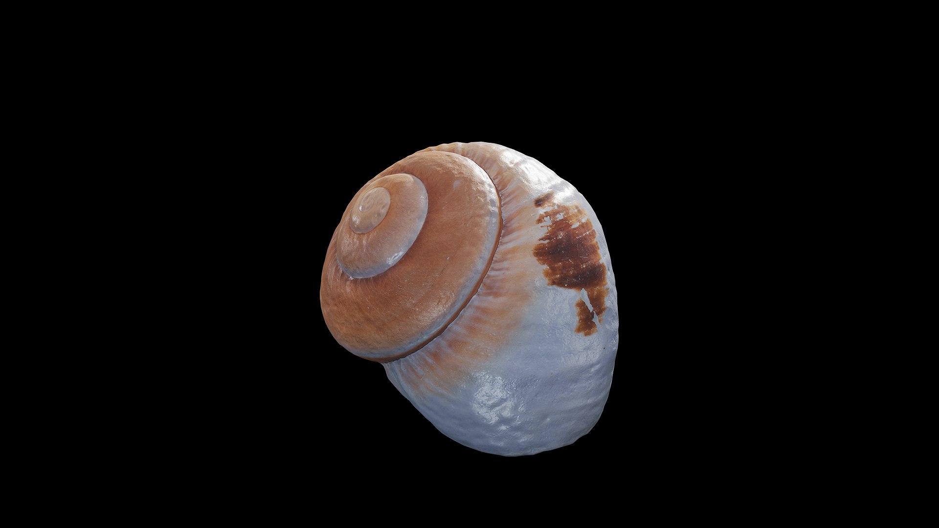 Anydrafts Sea Snail 09 3D Model - TurboSquid 2321939