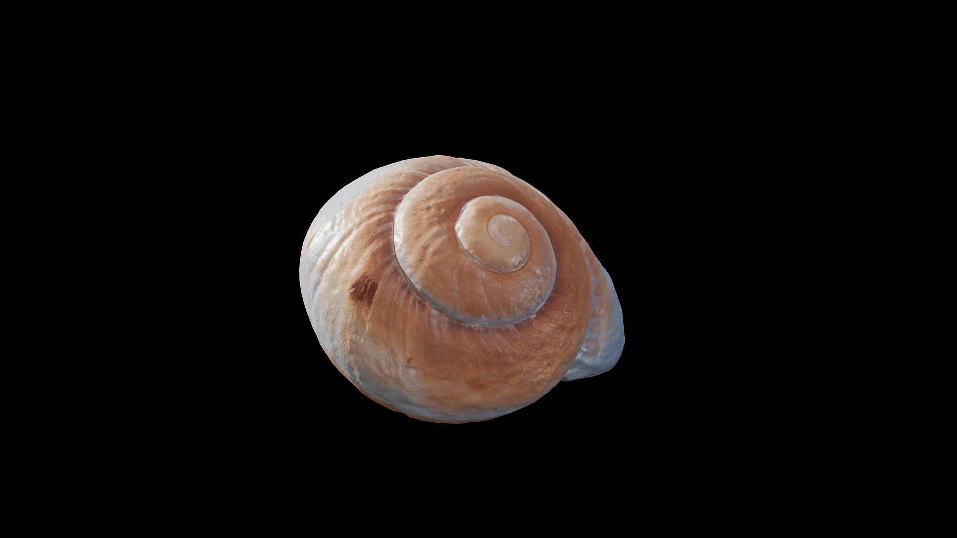 Anydrafts Sea Snail 09 3D Model - TurboSquid 2321939