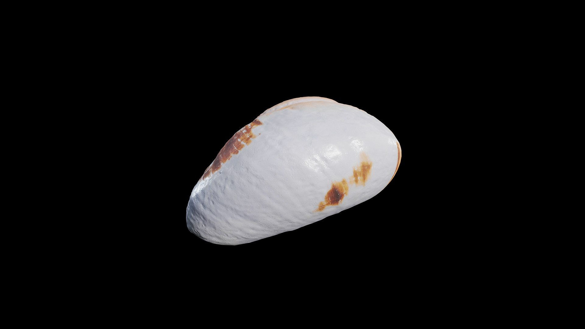 Anydrafts Sea Snail 09 3D Model - TurboSquid 2321939