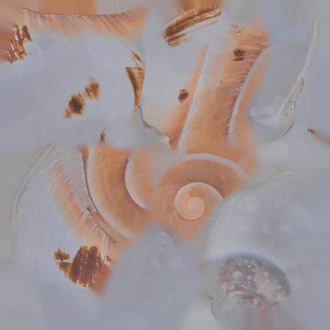 Anydrafts Sea Snail 09 3D Model - TurboSquid 2321939