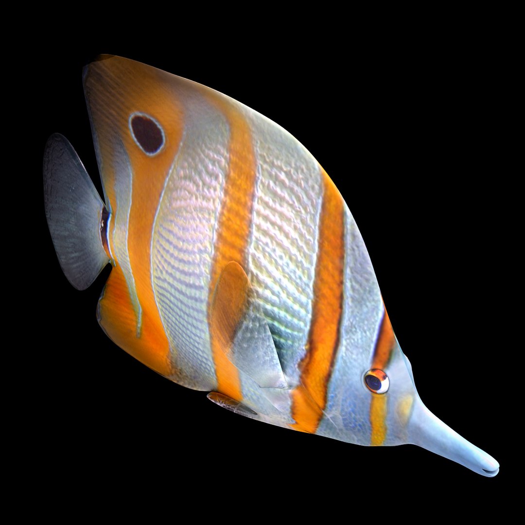 3d Buterfly Tropical Fish Model