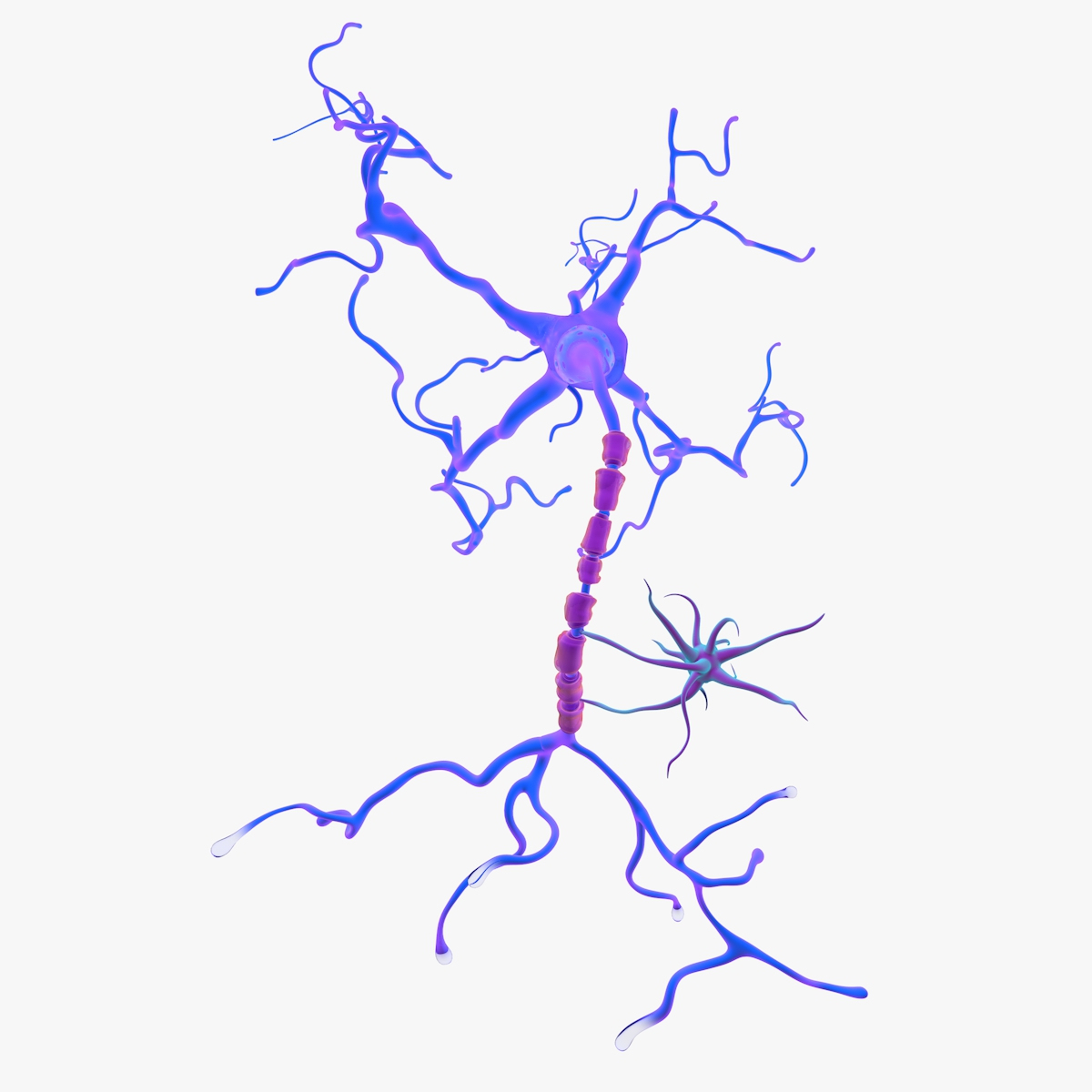 neuron cell 3d model