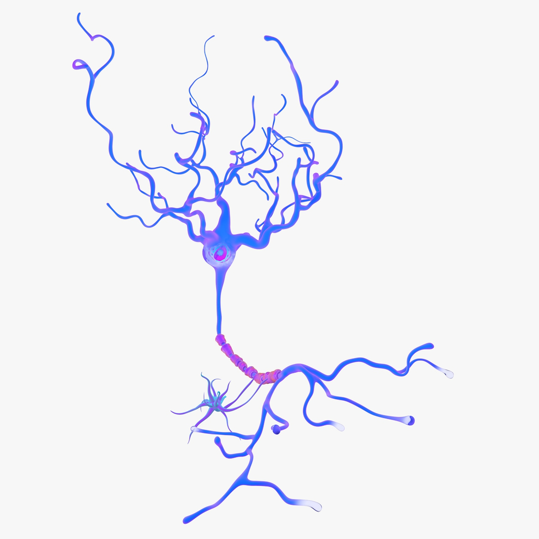neuron cell 3d model