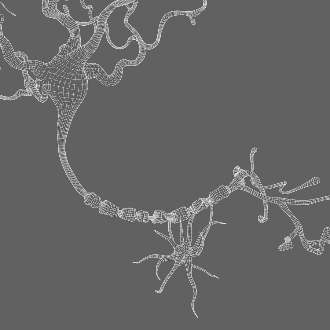 neuron cell 3d model
