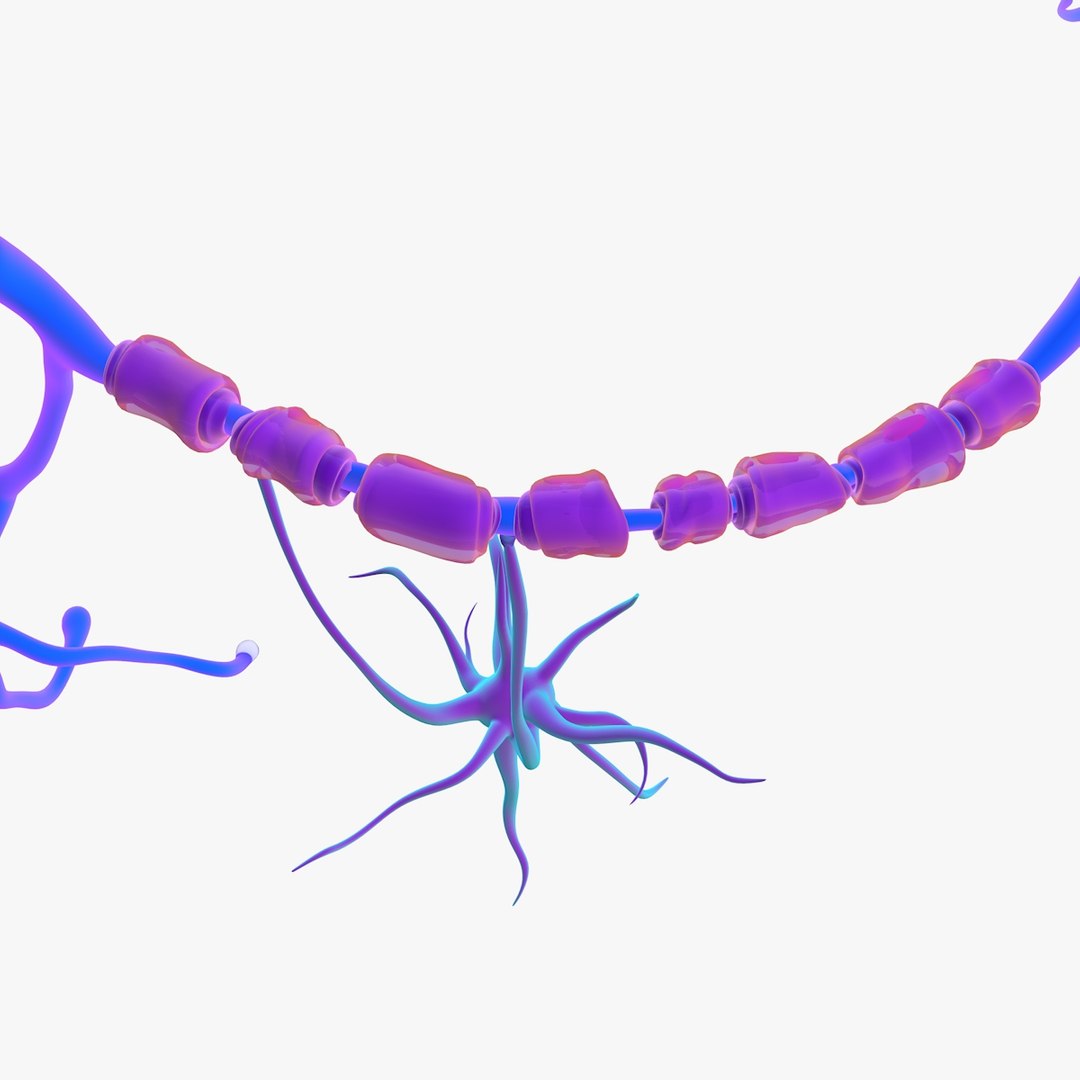 Neuron Cell 3d Model