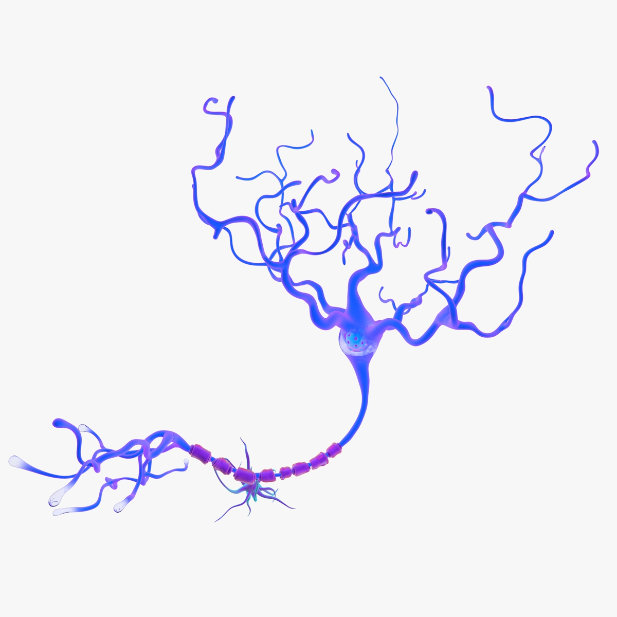neuron cell 3d model