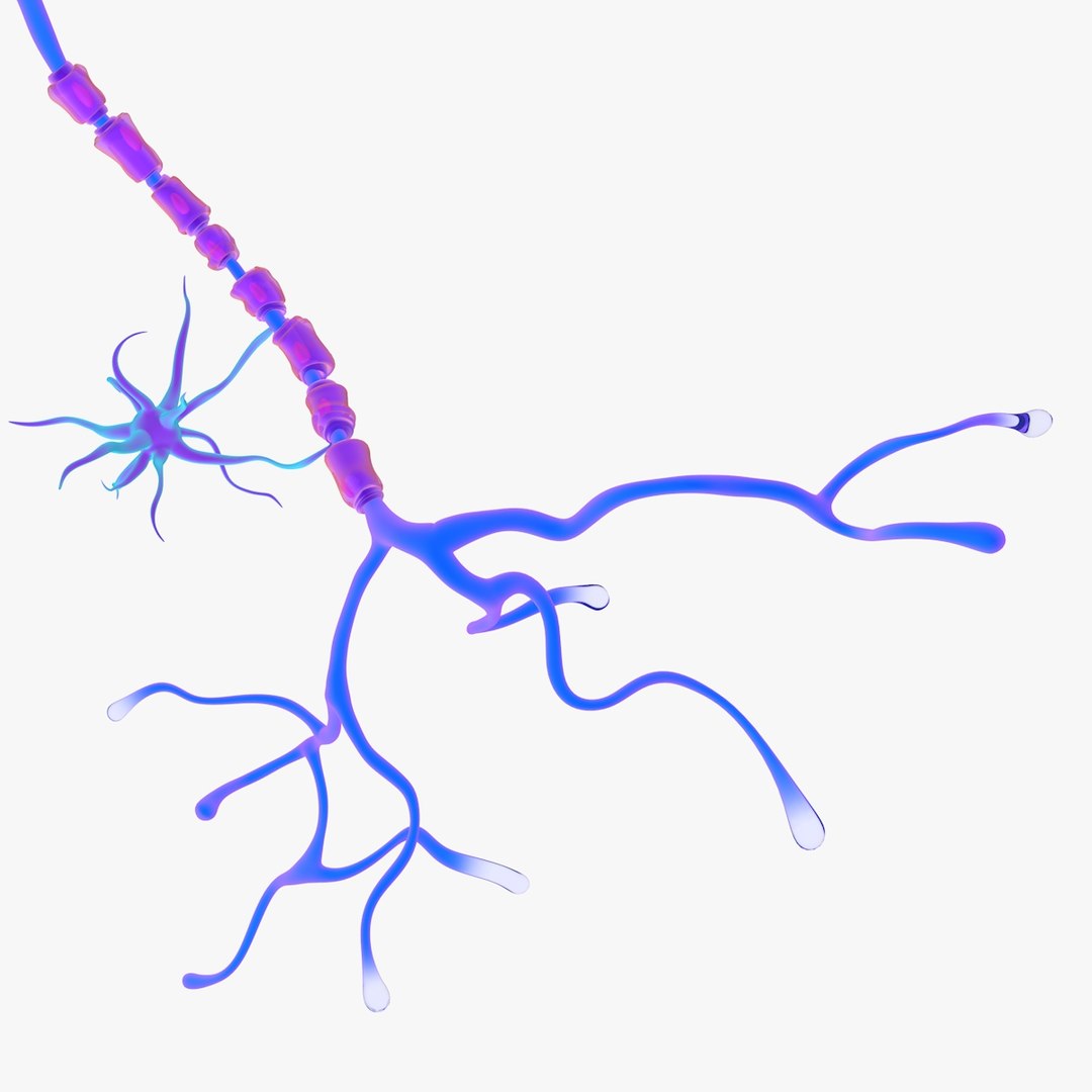 Neuron Cell 3d Model