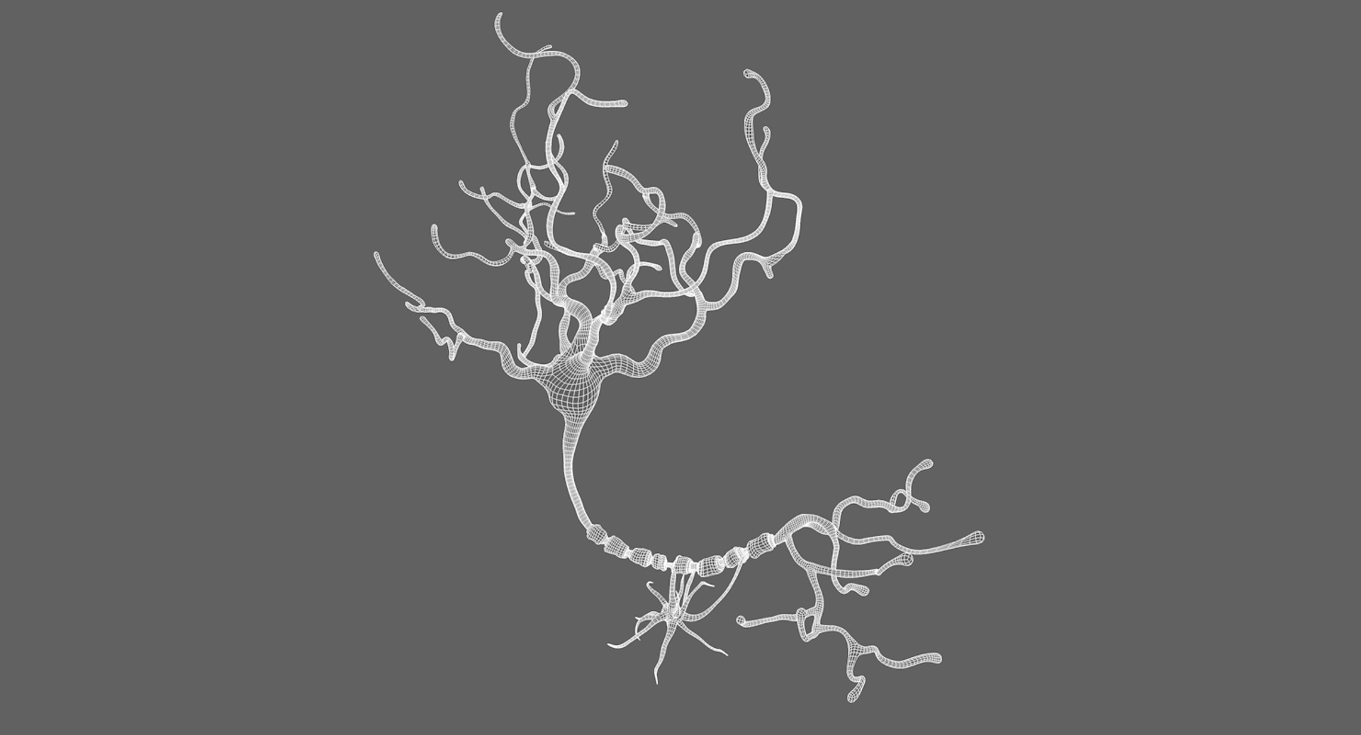 Neuron Cell 3d Model