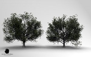 Download Free & Premium English Oak 3D Models | TurboSquid