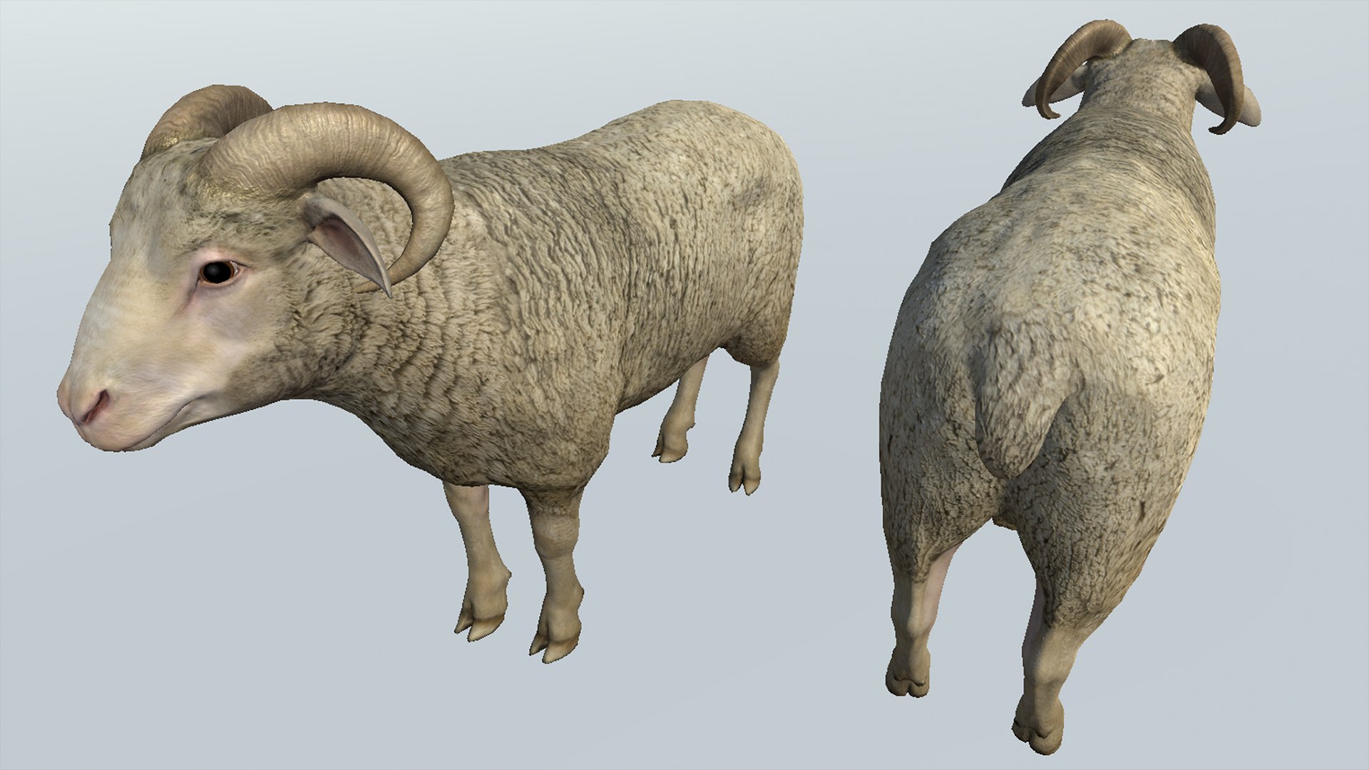 Ram Model - TurboSquid 1938275