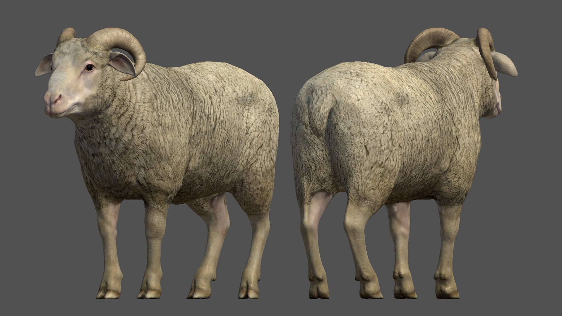 Ram Model - TurboSquid 1938275