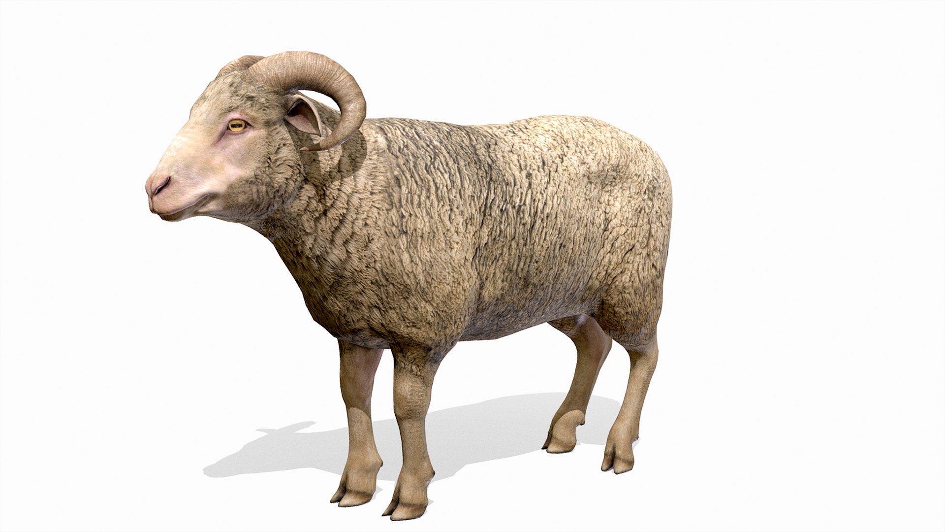 Ram Model - TurboSquid 1938275