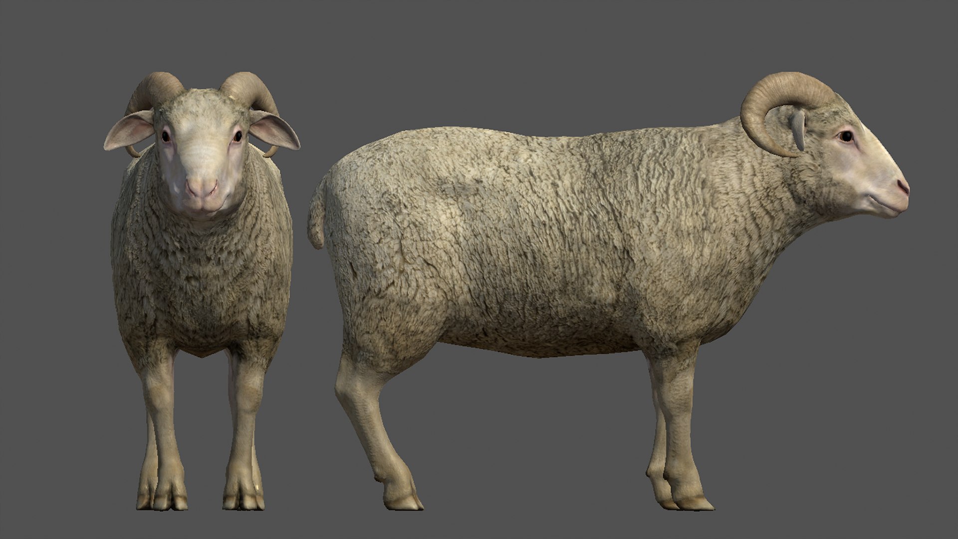Ram Model - TurboSquid 1938275
