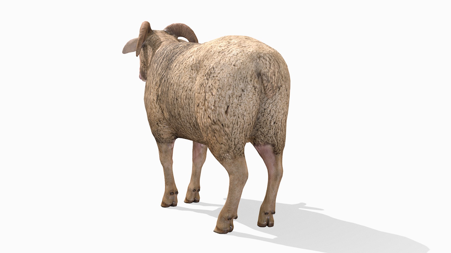 Ram Model - TurboSquid 1938275