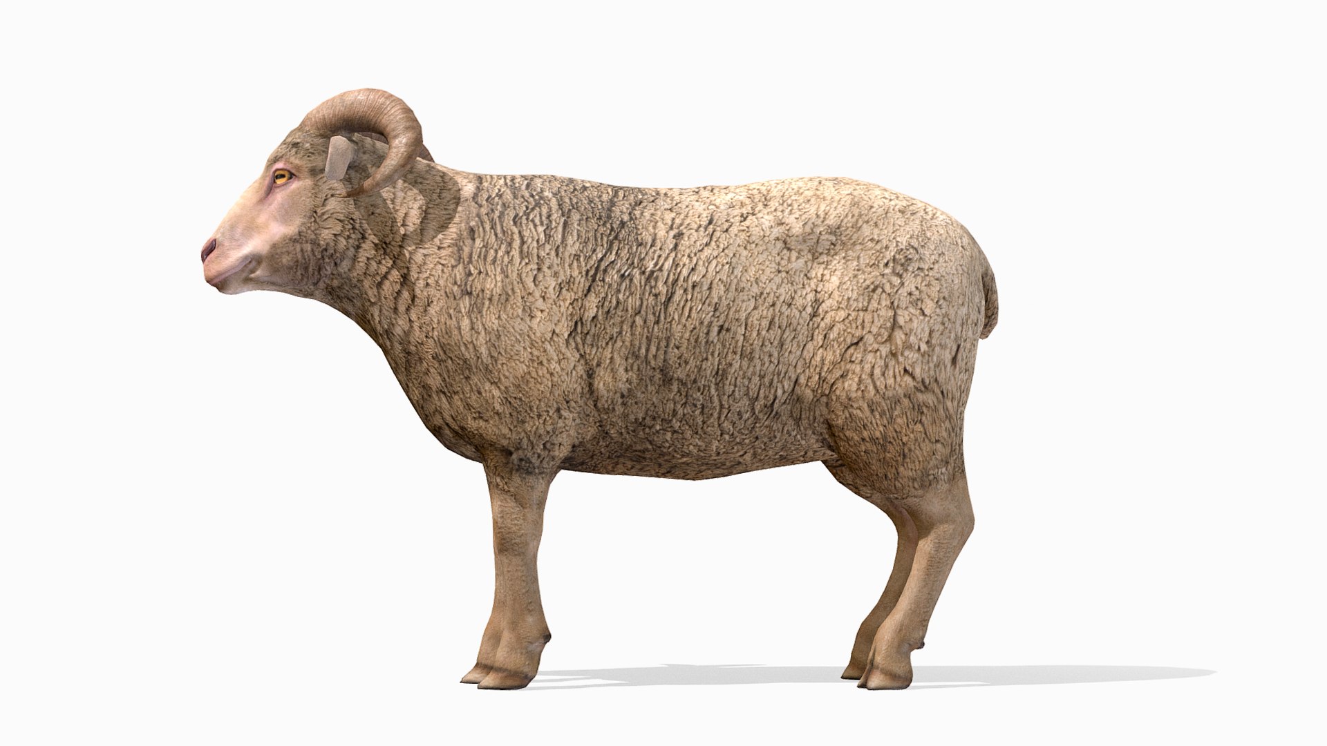 Ram Model - TurboSquid 1938275