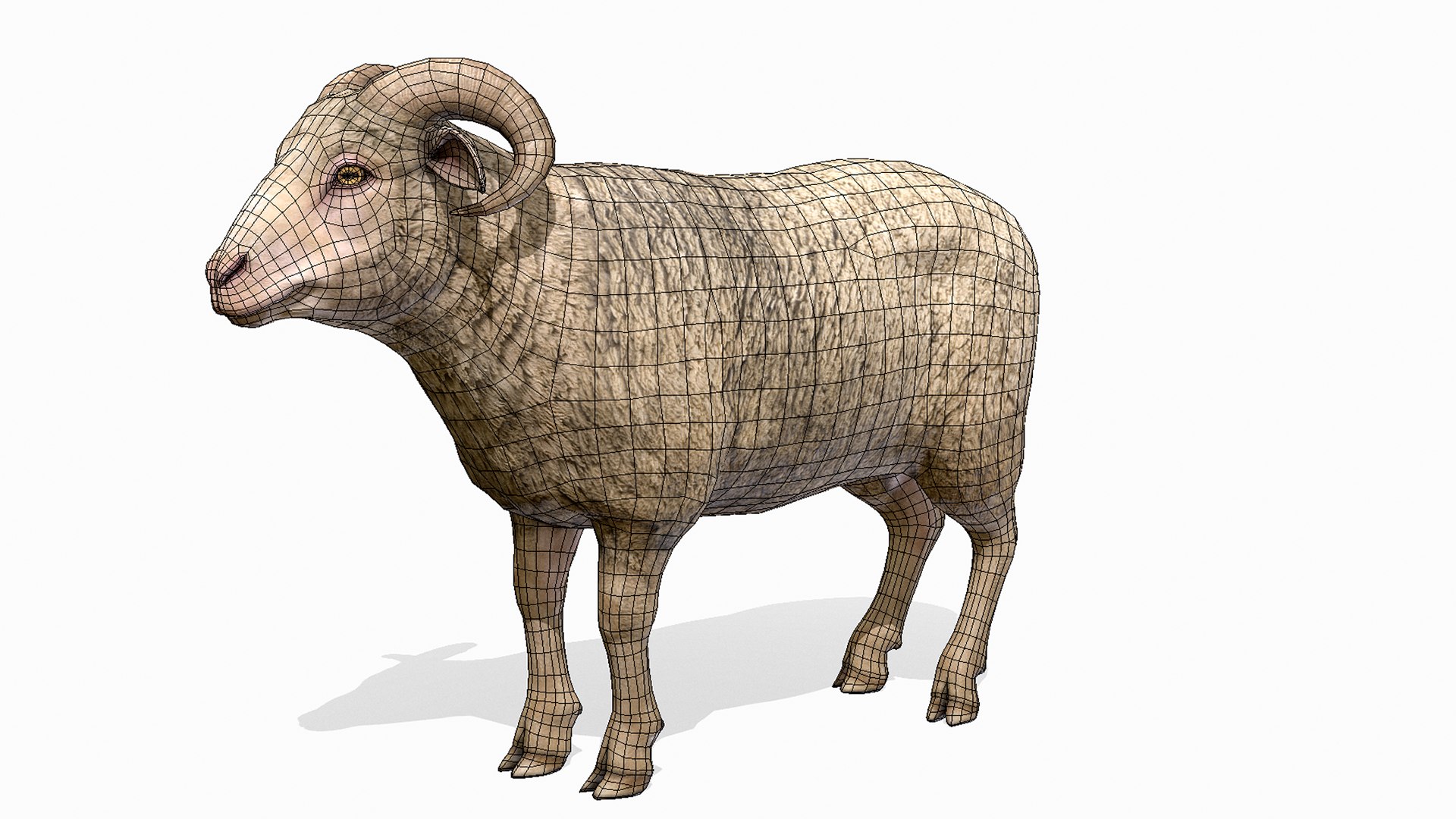 Ram Model - TurboSquid 1938275