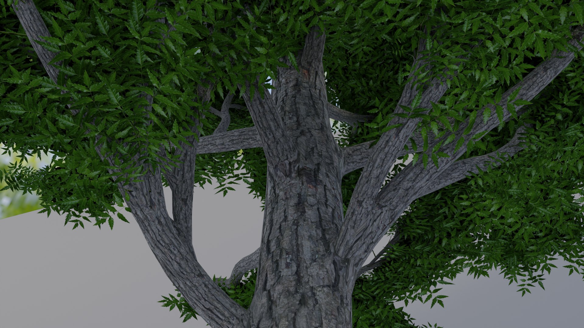 Neem Tree Model - TurboSquid 2075519