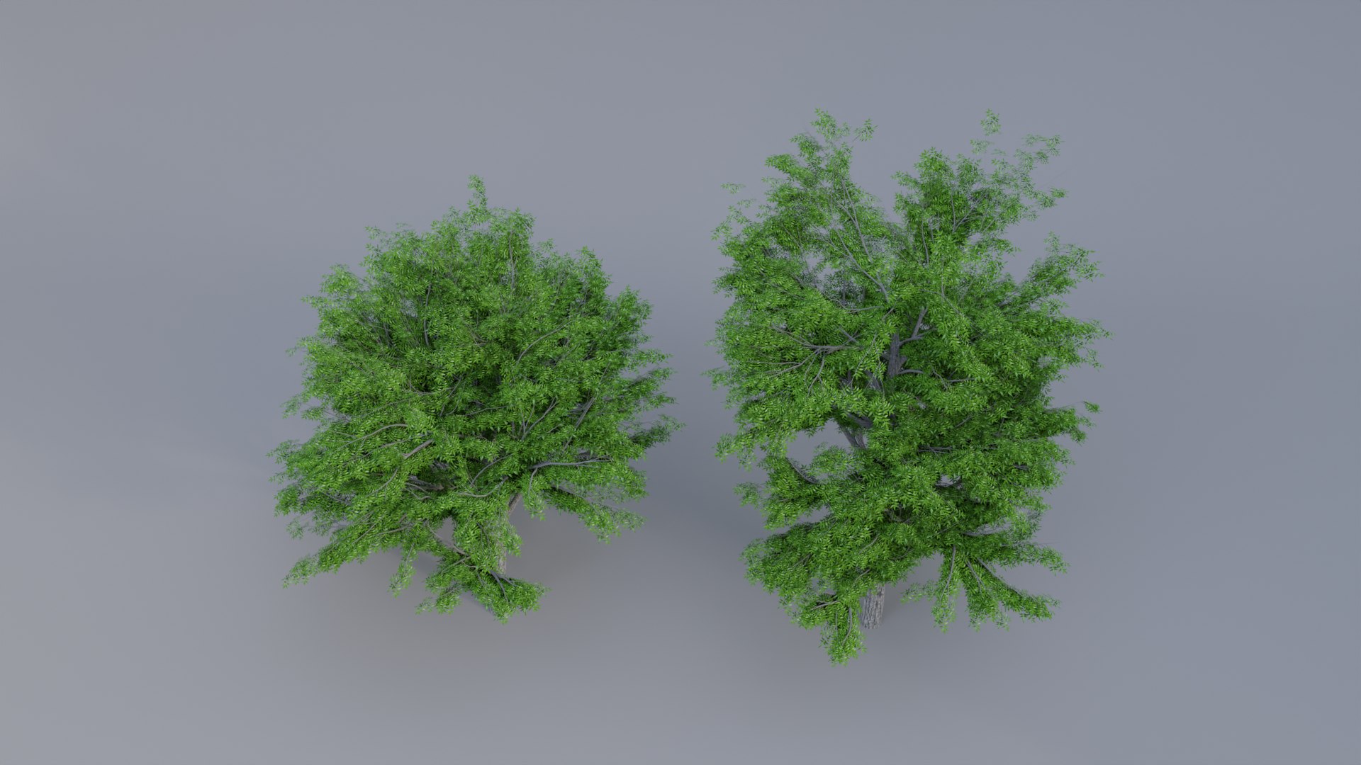 Neem Tree Model - TurboSquid 2075519