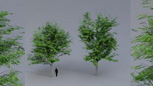 3D Neem Models | TurboSquid