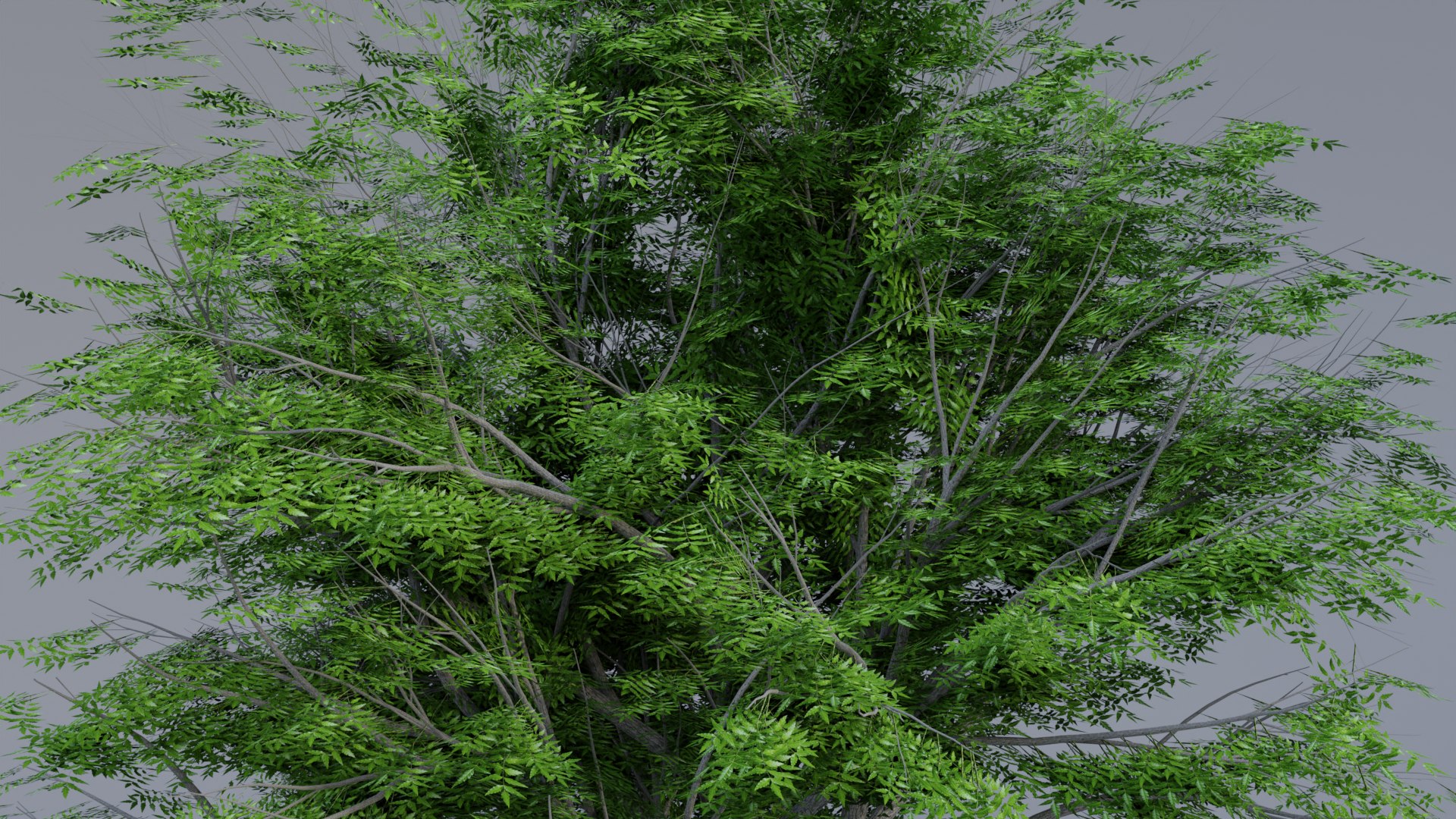 Neem Tree Model - TurboSquid 2075519