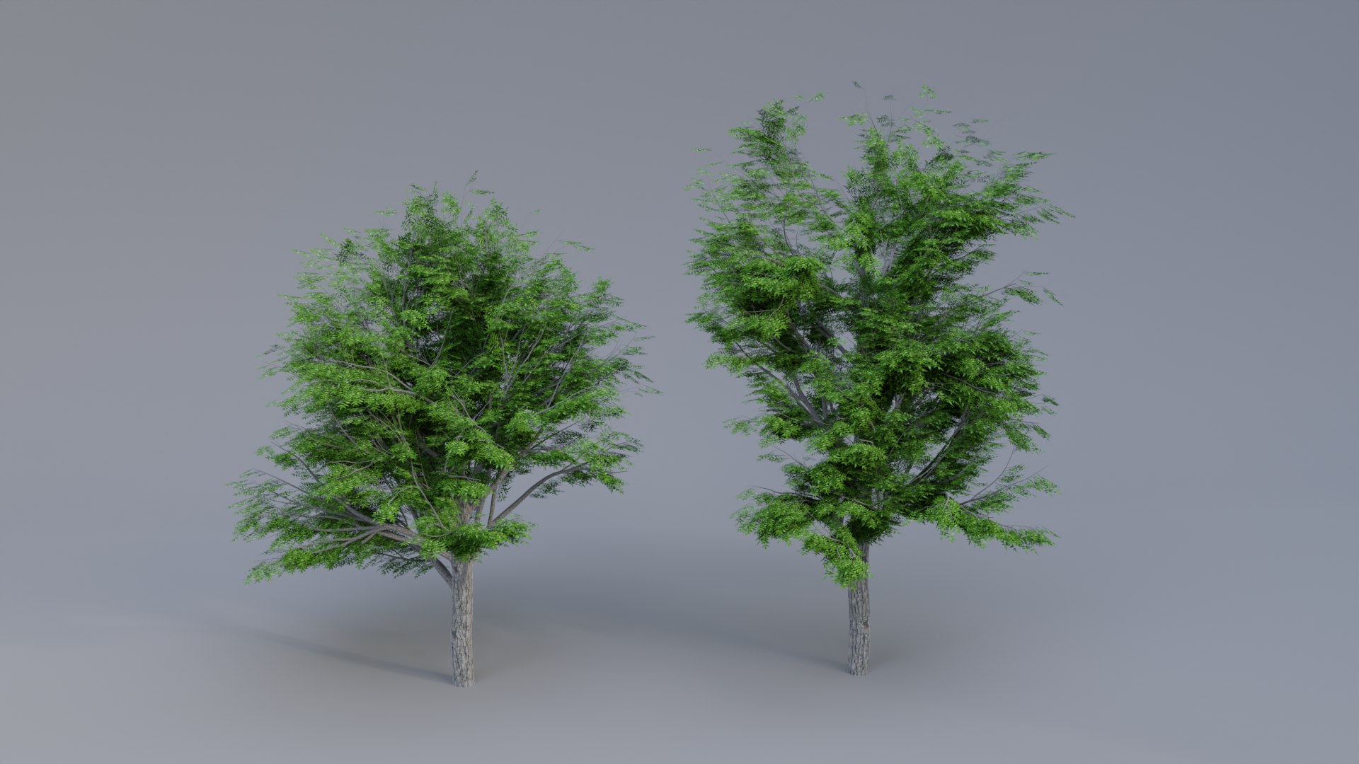 Neem Tree Model - TurboSquid 2075519