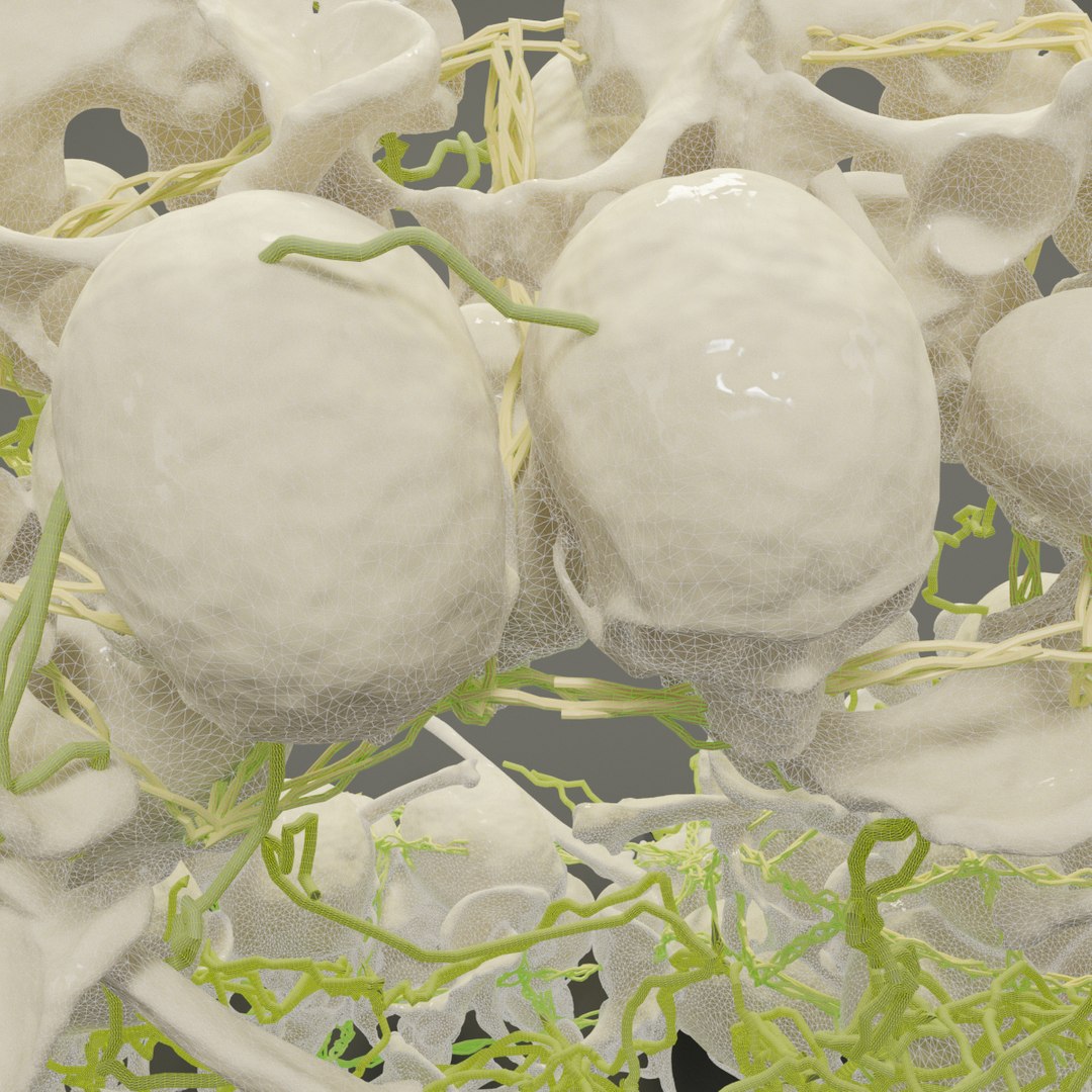 Letter g bones skeleton 3D model - TurboSquid 1546121