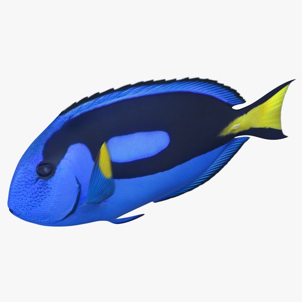 Blue Tang 3D Models for Download | TurboSquid