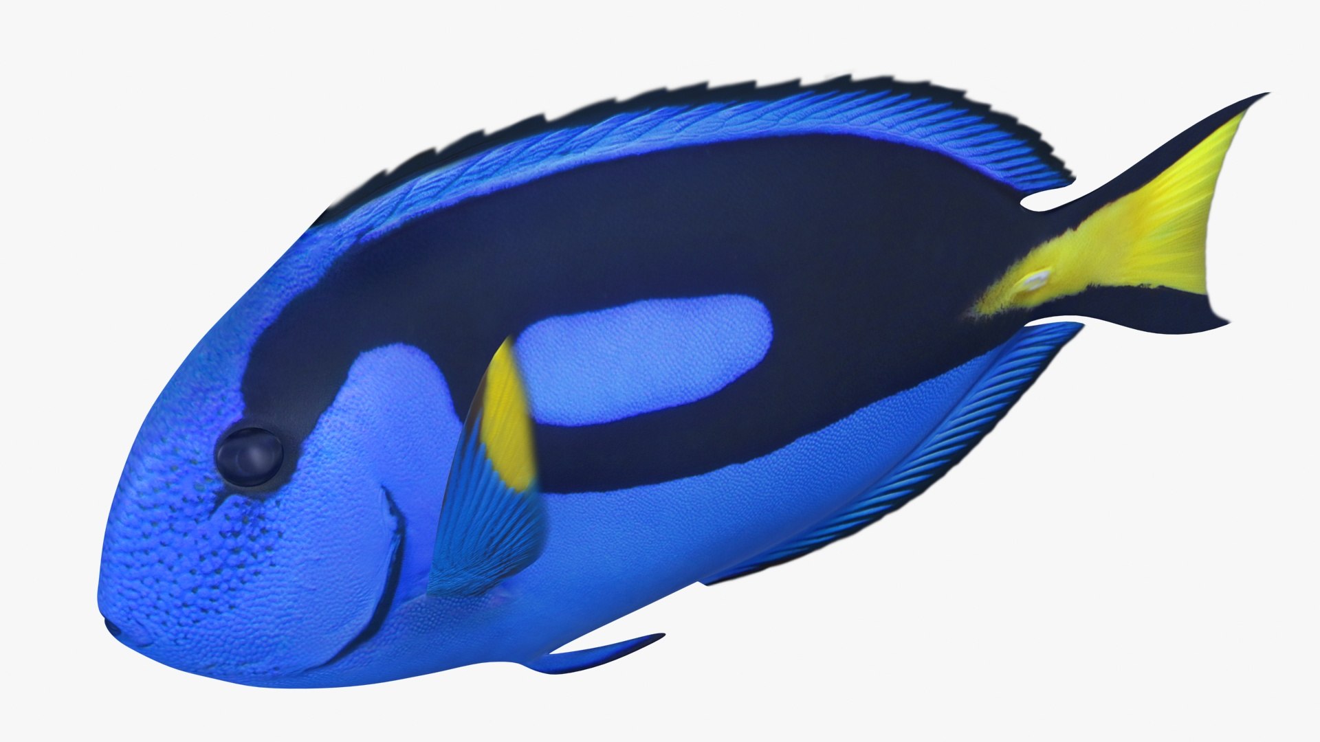 3D Blue Tang Rigged Model - TurboSquid 1503712