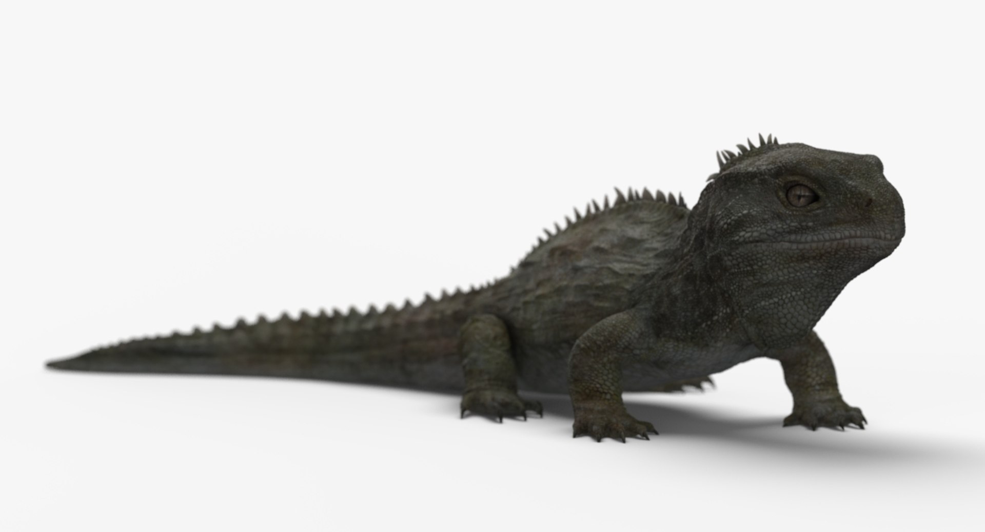 3D model tuatara - TurboSquid 1208405